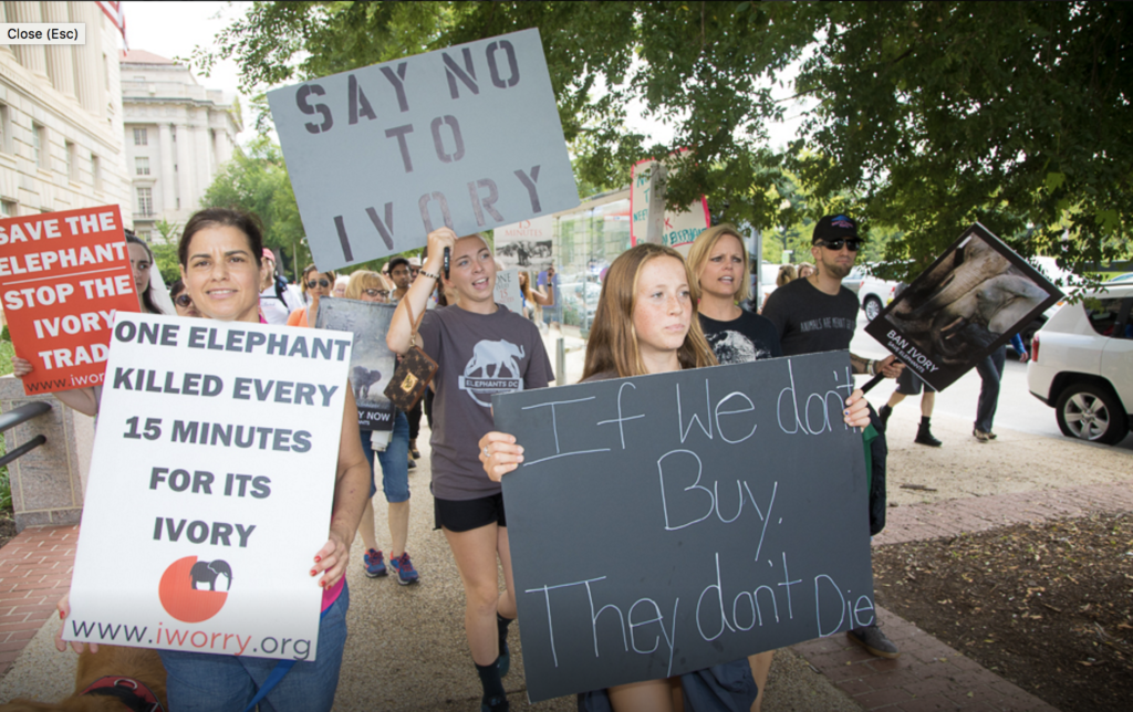 Anti-Poaching ‘March for Elephants’ in D.C. - Planet Alpha Corp. Forest ...